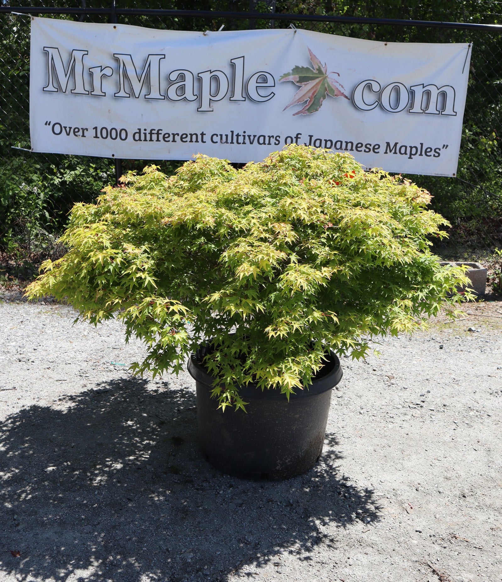 Buy Acer palmatum 'Murasaki kiyohime' Dwarf Japanese Maple — Mr Maple ...