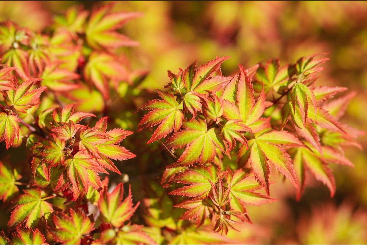 Buy Acer palmatum 'Murasaki kiyohime' Dwarf Japanese Maple — Mr Maple ...