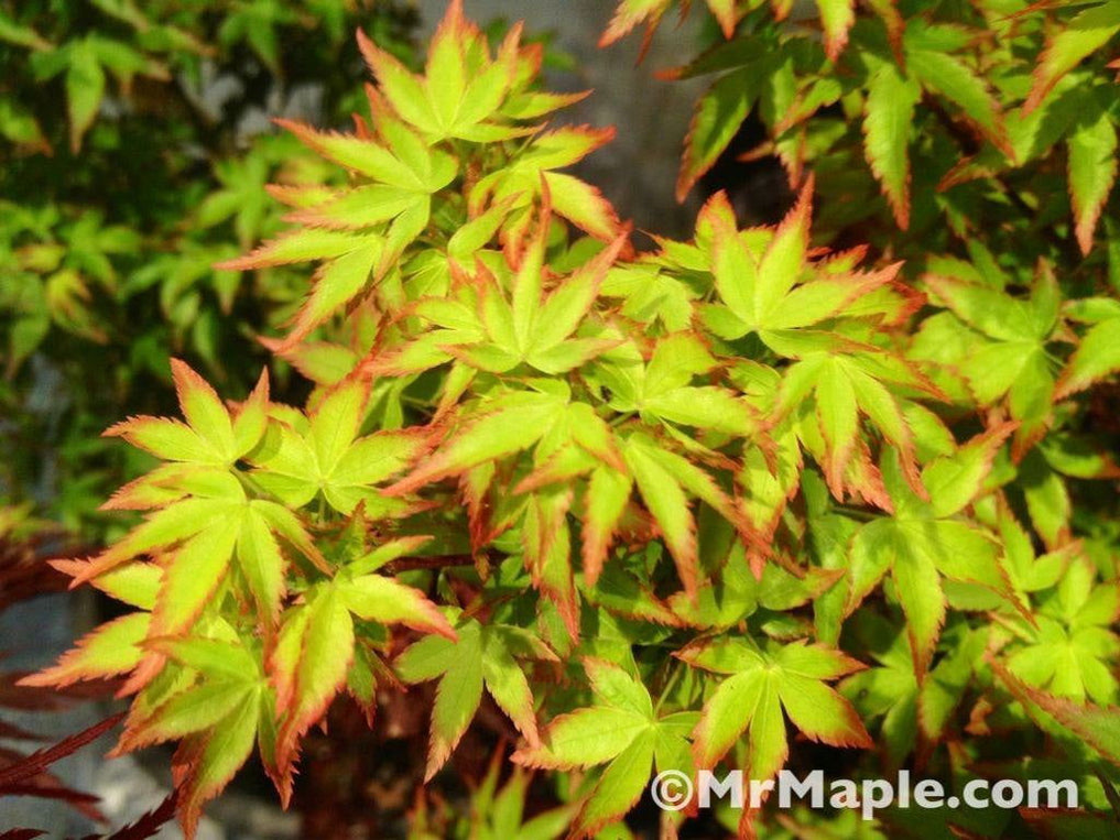 Buy Acer palmatum 'Murasaki kiyohime' Dwarf Japanese Maple — Mr Maple ...