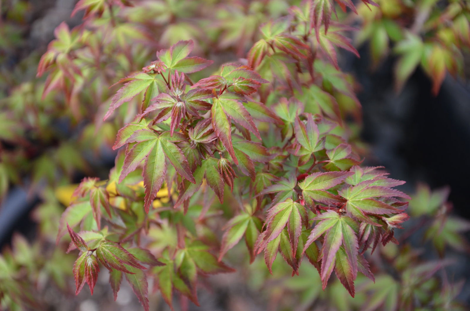 Buy Acer palmatum 'Murasaki kiyohime' Dwarf Japanese Maple — Mr Maple ...