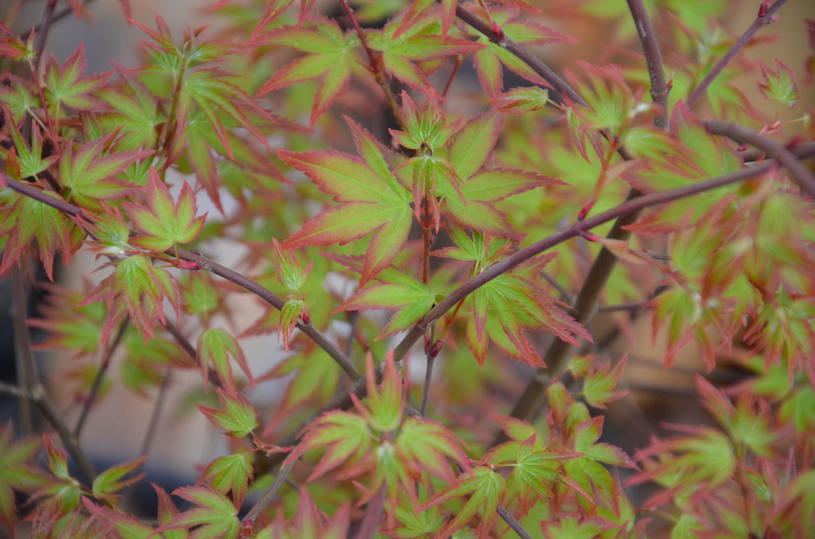 Buy Acer palmatum 'Murasaki kiyohime' Dwarf Japanese Maple — Mr Maple ...