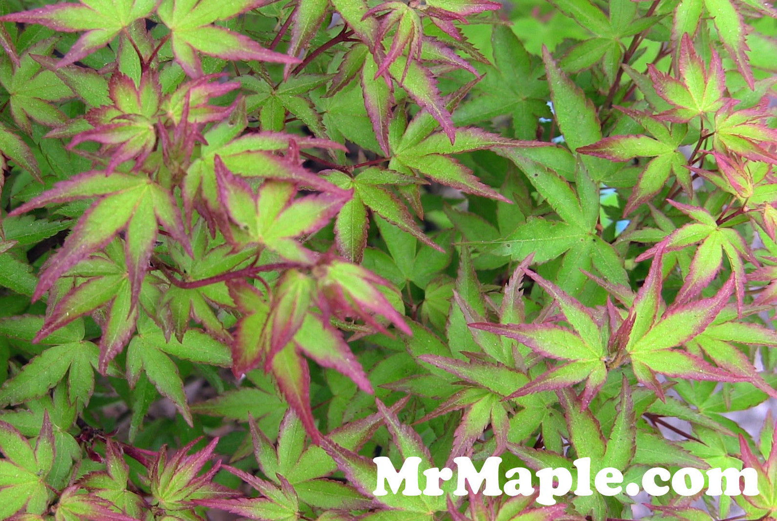 Buy Acer palmatum 'Murasaki kiyohime' Dwarf Japanese Maple — Mr Maple ...