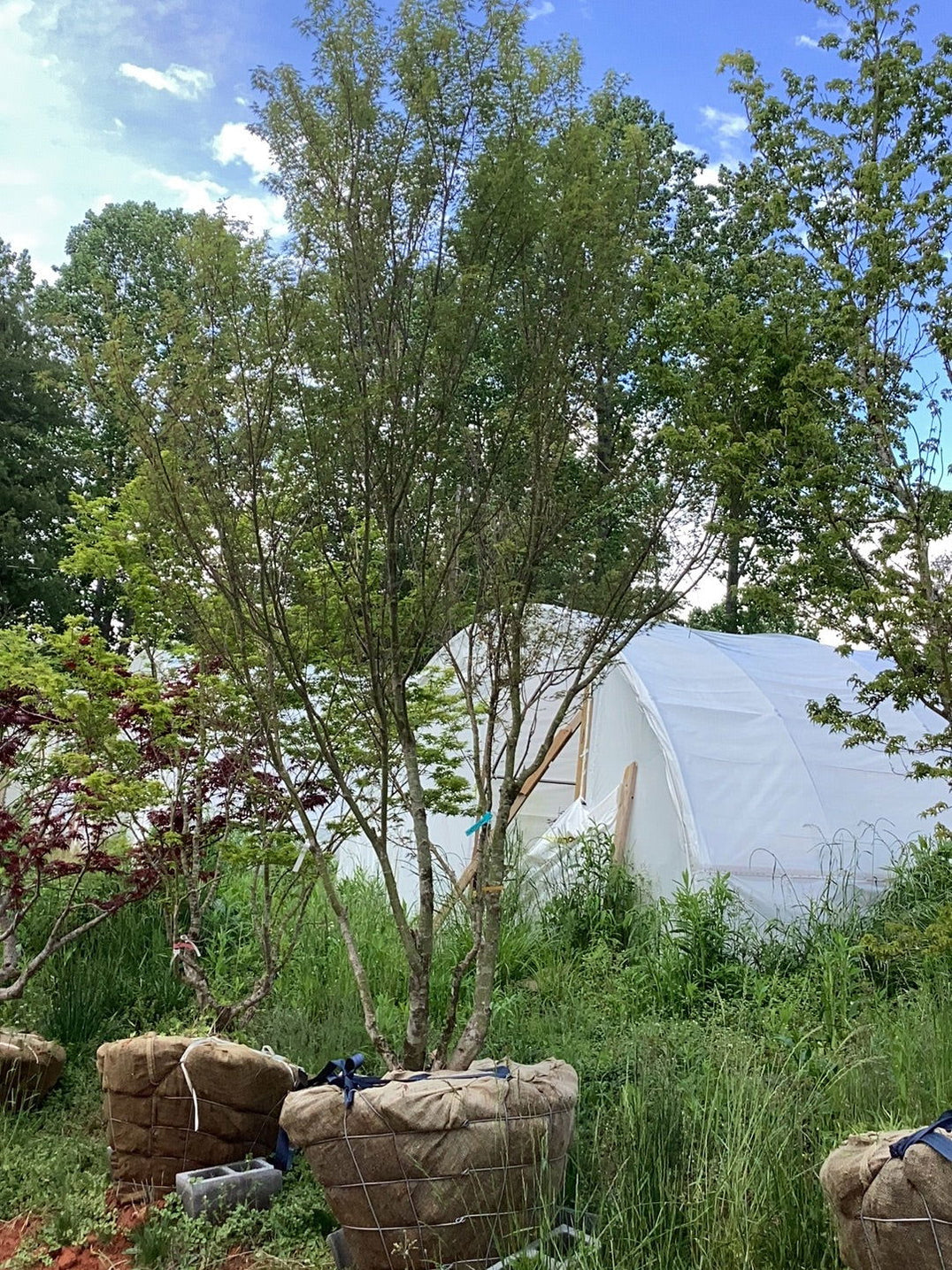 Buy Acer palmatum 'Okushimo' Japanese Maple — Mr Maple │ Buy Japanese ...