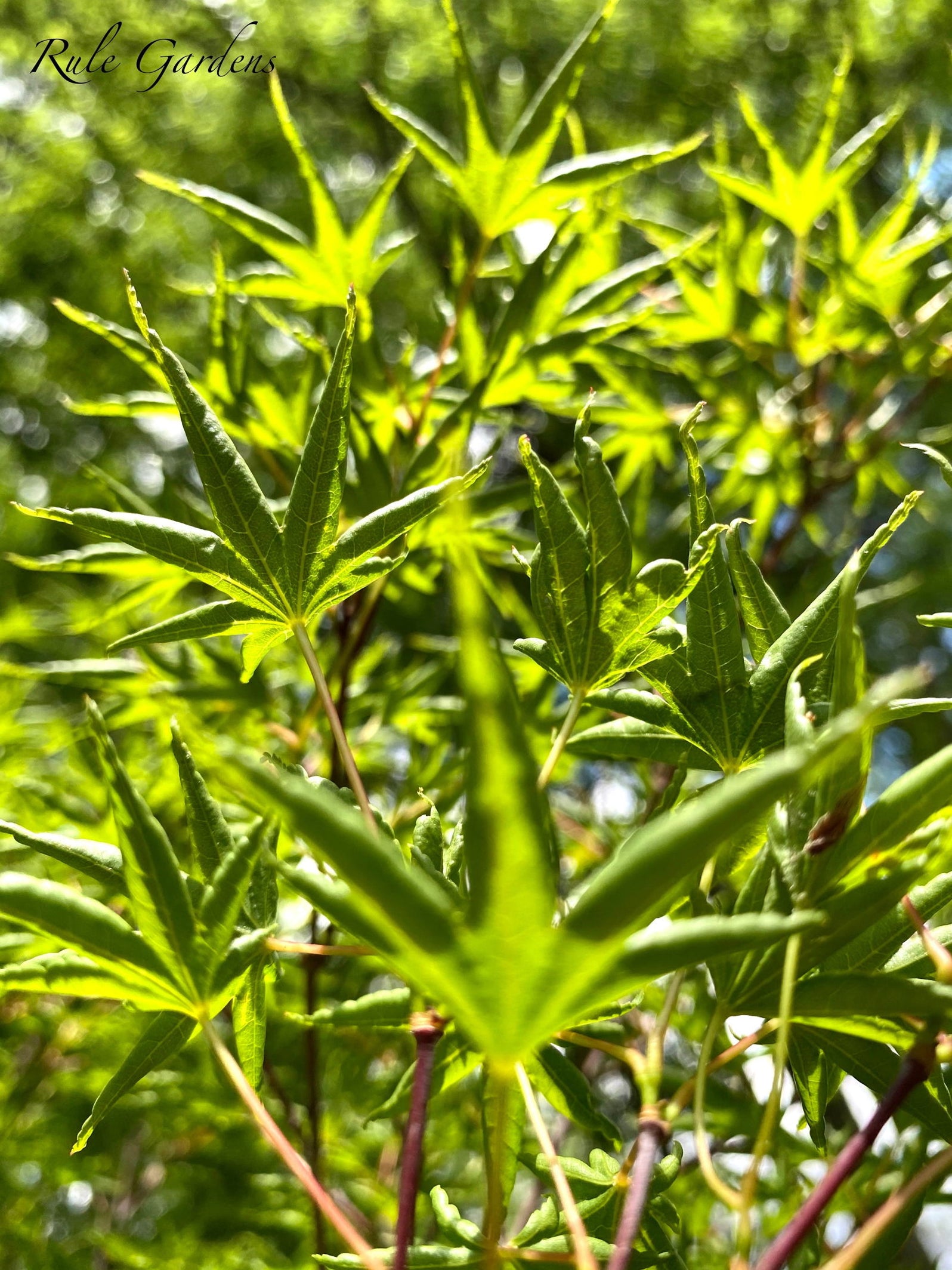 Buy Acer palmatum 'Okushimo' Japanese Maple — Mr Maple │ Buy Japanese ...