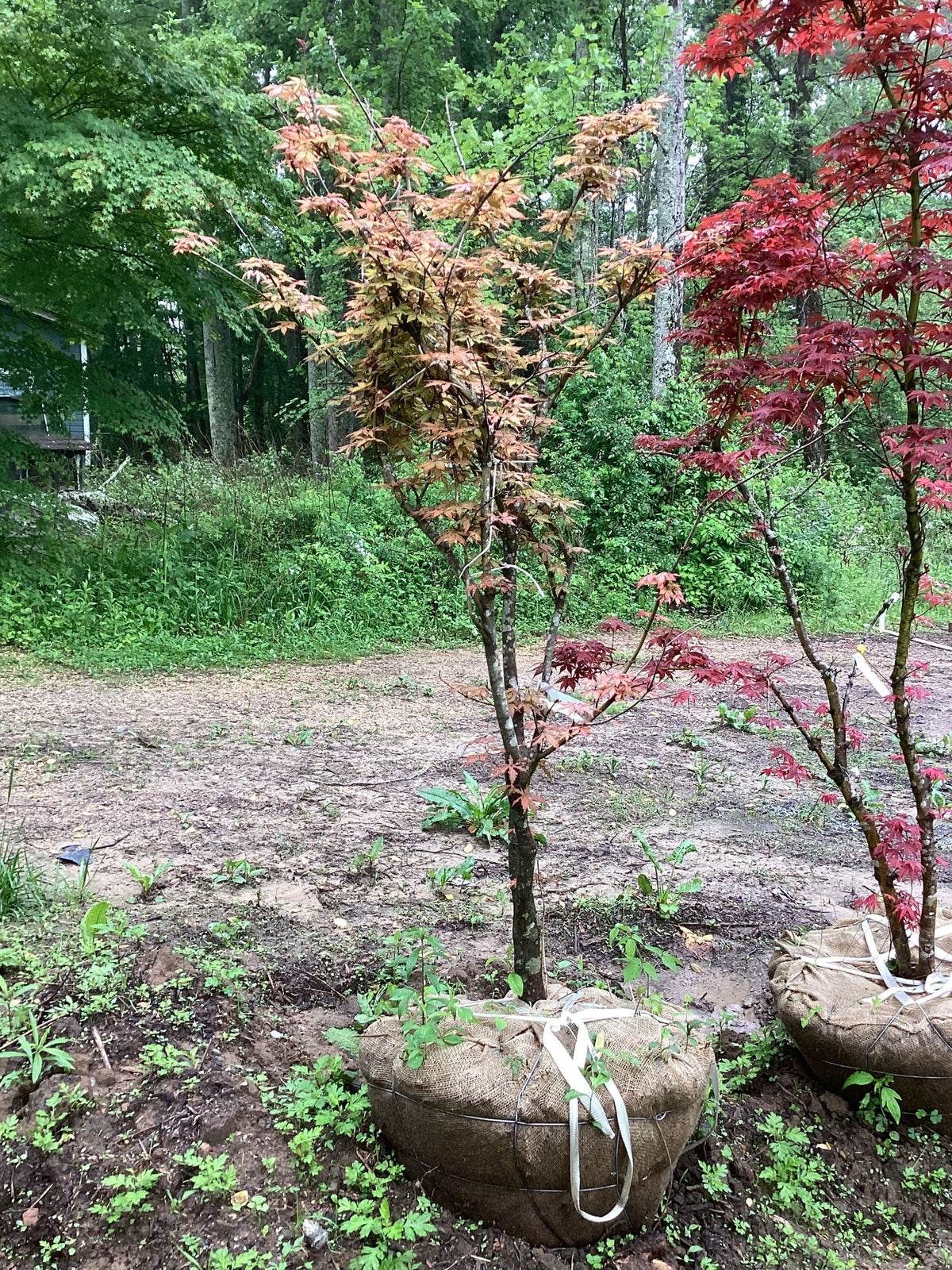 Buy Acer palmatum 'Olsen's Frosted Strawberry' Japanese Maple — Mr ...