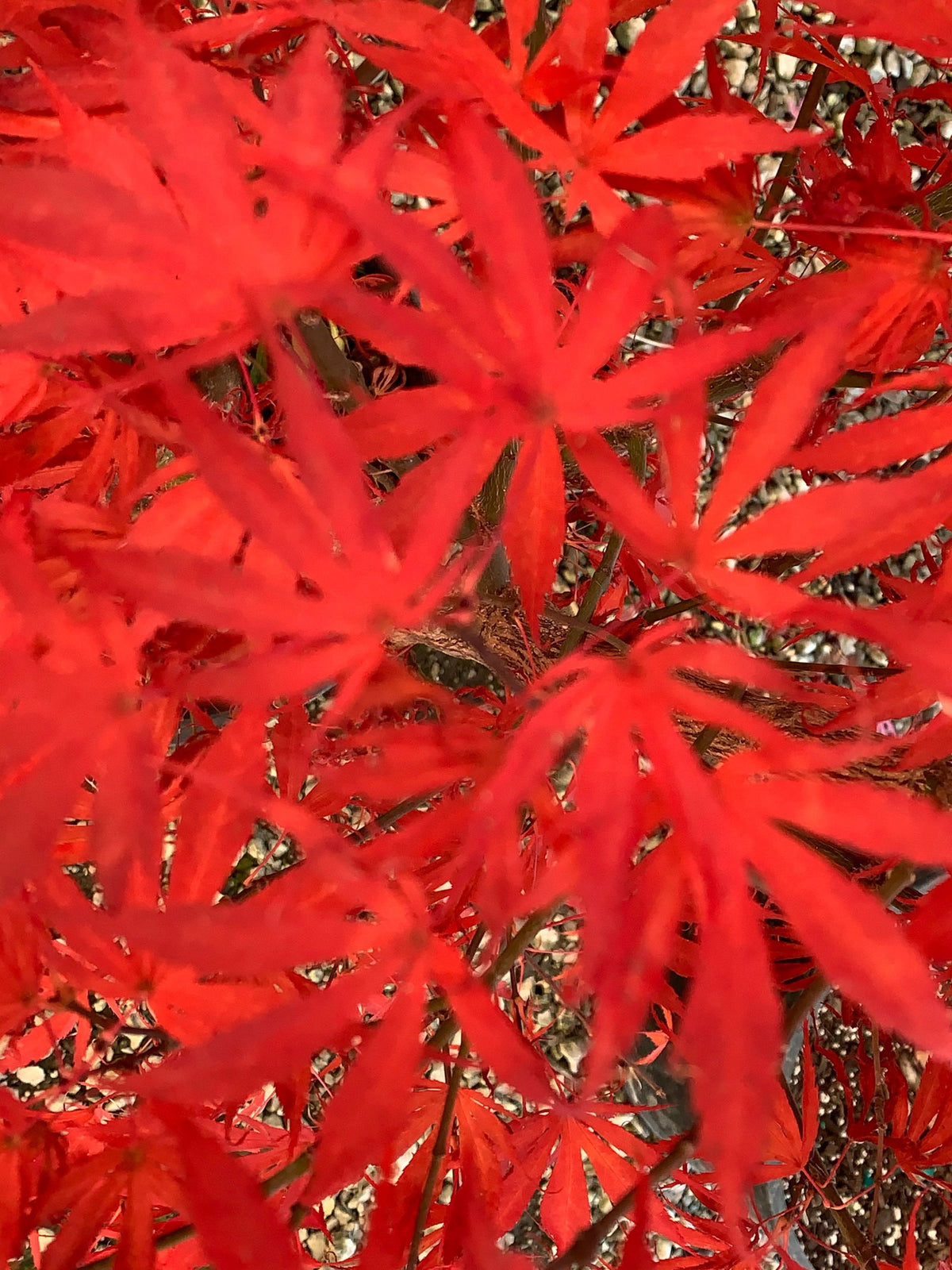 Buy Acer palmatum 'Oregon Sunset' Japanese Maple — Mr Maple │ Buy ...