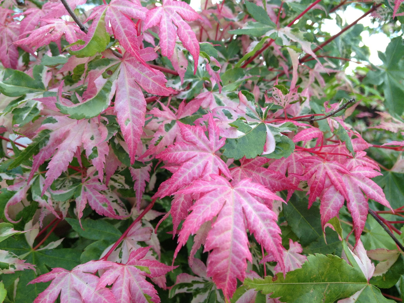 Buy Acer palmatum 'Oridono nishiki' Pink Variegated Japanese Maple — Mr ...