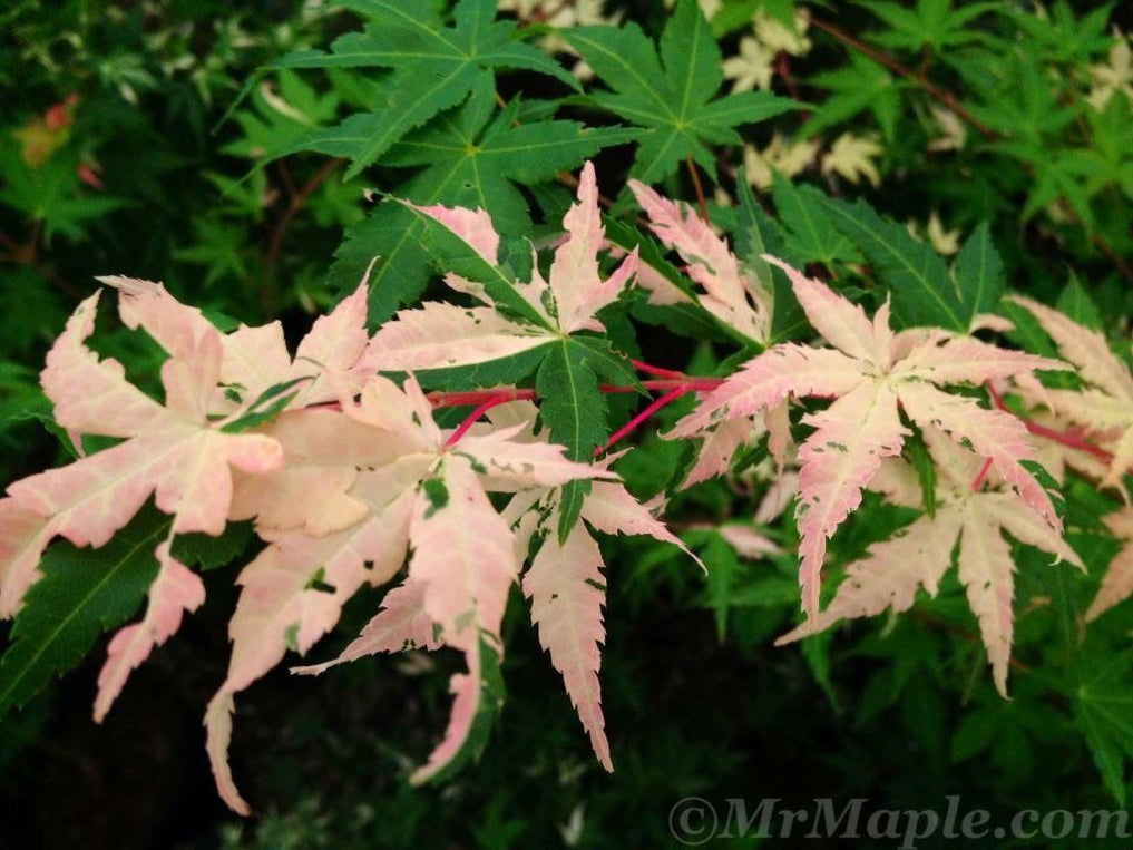 Buy Acer palmatum 'Oridono nishiki' Pink Variegated Japanese Maple — Mr ...