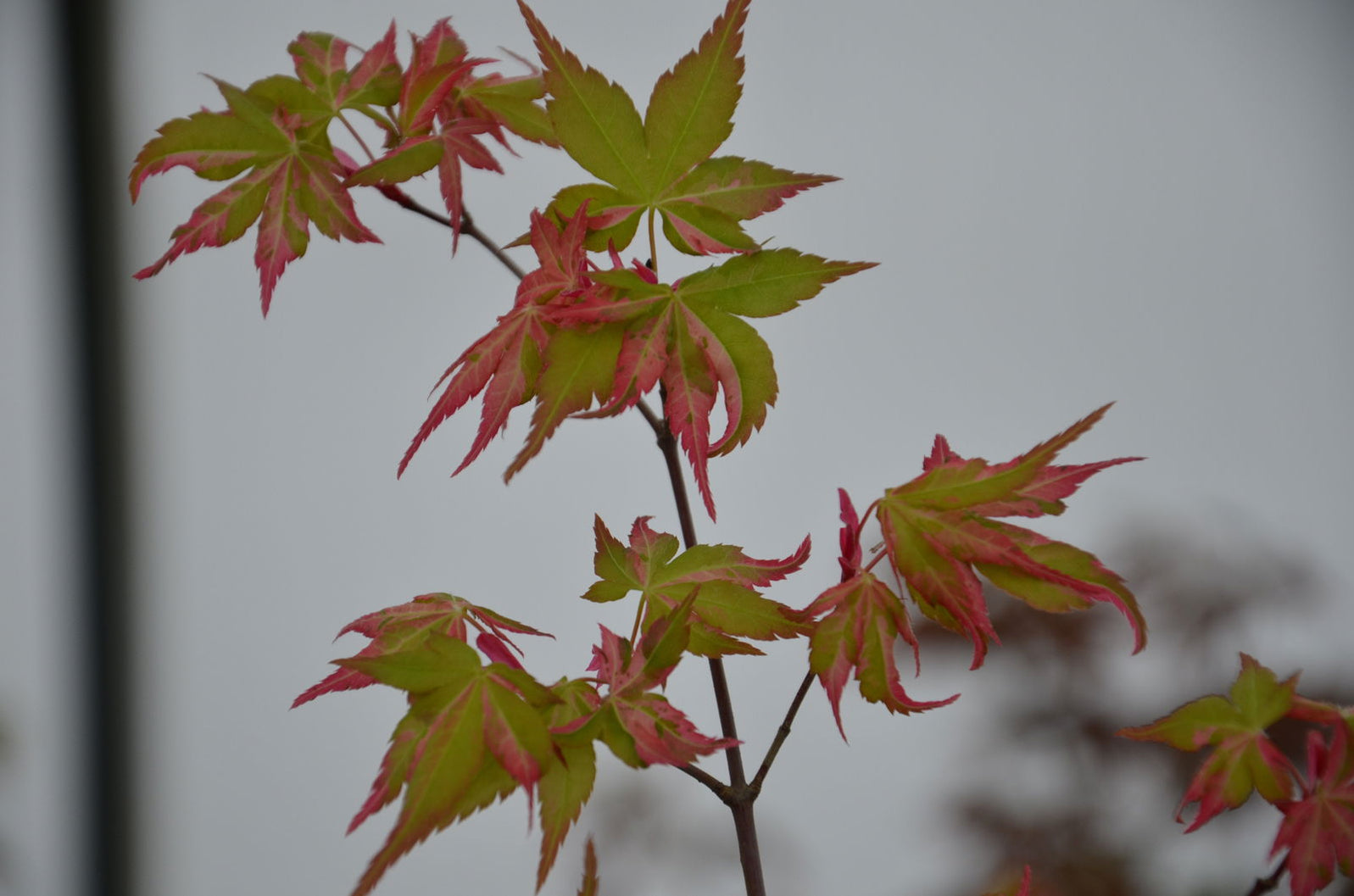 Buy Acer palmatum 'Oridono nishiki' Pink Variegated Japanese Maple — Mr ...
