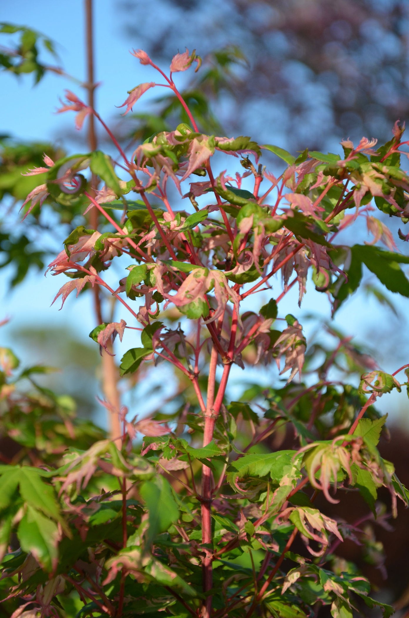 Buy Acer palmatum 'Oridono nishiki' Pink Variegated Japanese Maple — Mr ...