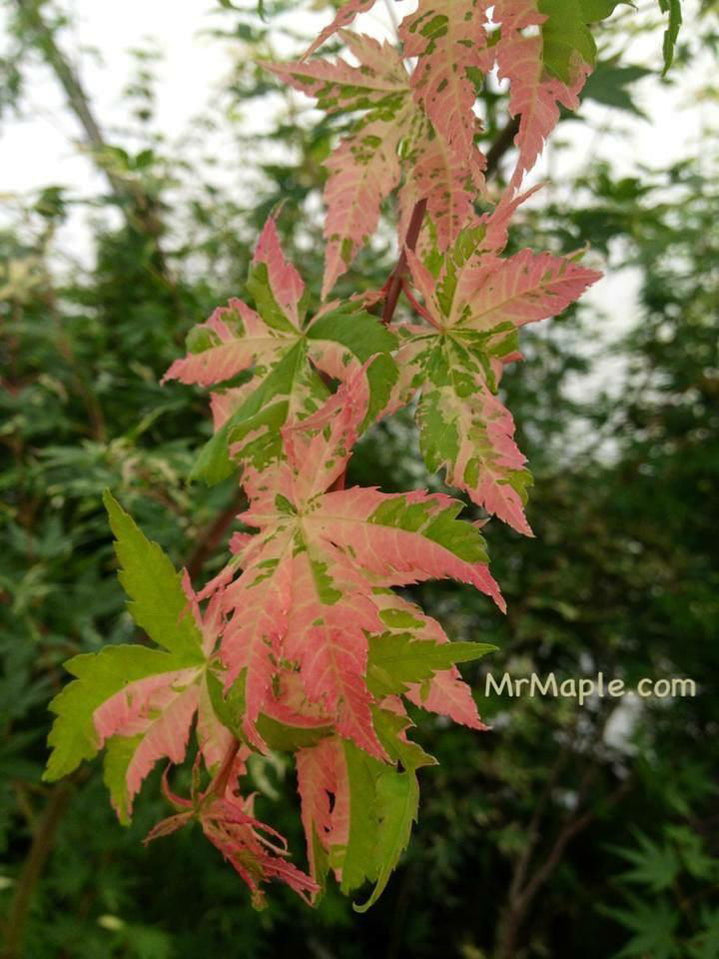 Buy Acer palmatum 'Oridono nishiki' Pink Variegated Japanese Maple — Mr ...