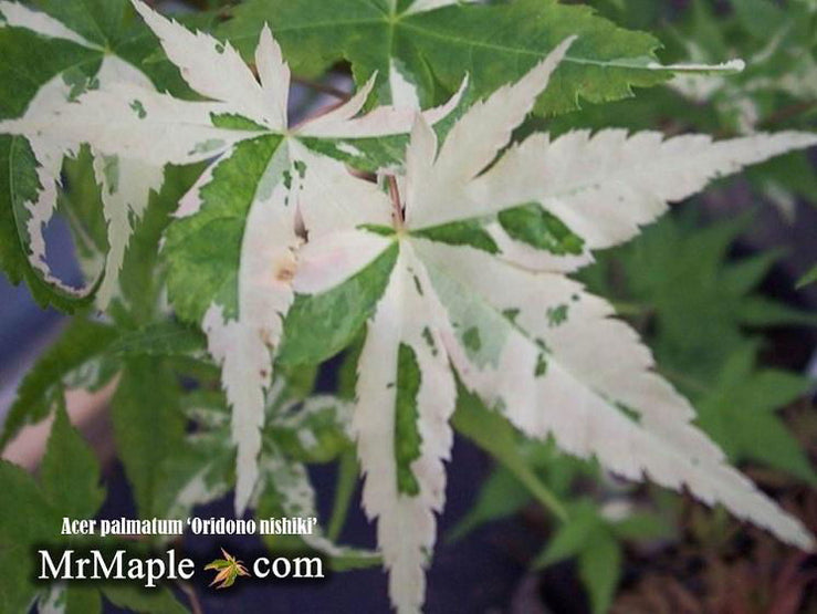Buy Acer palmatum 'Oridono nishiki' Pink Variegated Japanese Maple — Mr ...