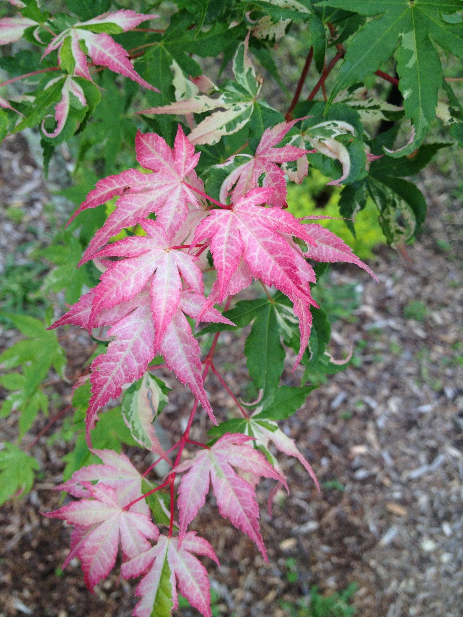 Buy Acer palmatum 'Oridono nishiki' Pink Variegated Japanese Maple — Mr ...