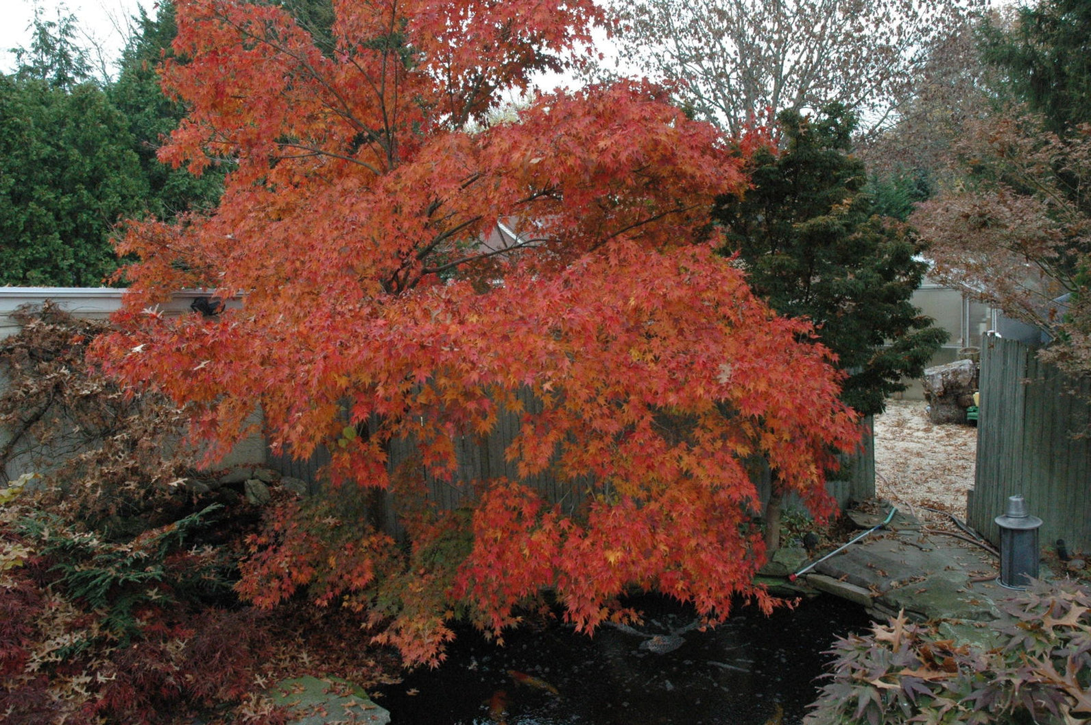 Buy Acer palmatum 'Oridono nishiki' Pink Variegated Japanese Maple — Mr ...