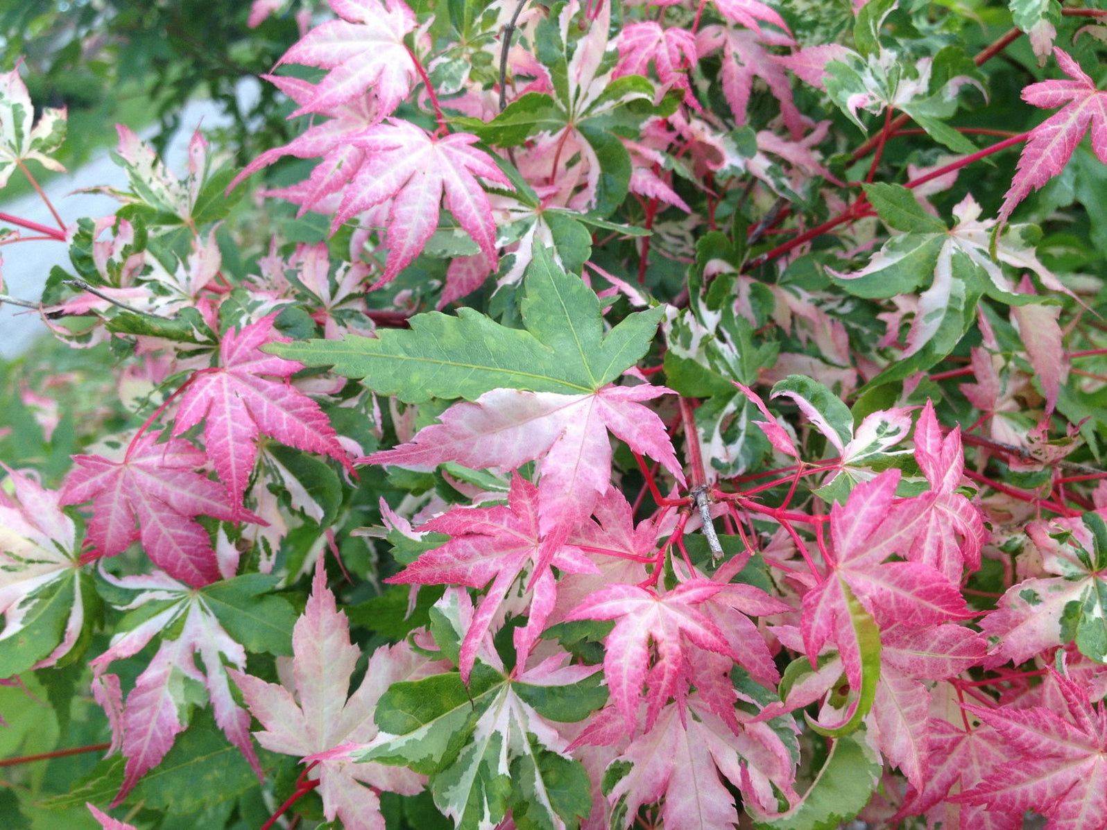 Buy Acer palmatum 'Oridono nishiki' Pink Variegated Japanese Maple — Mr ...