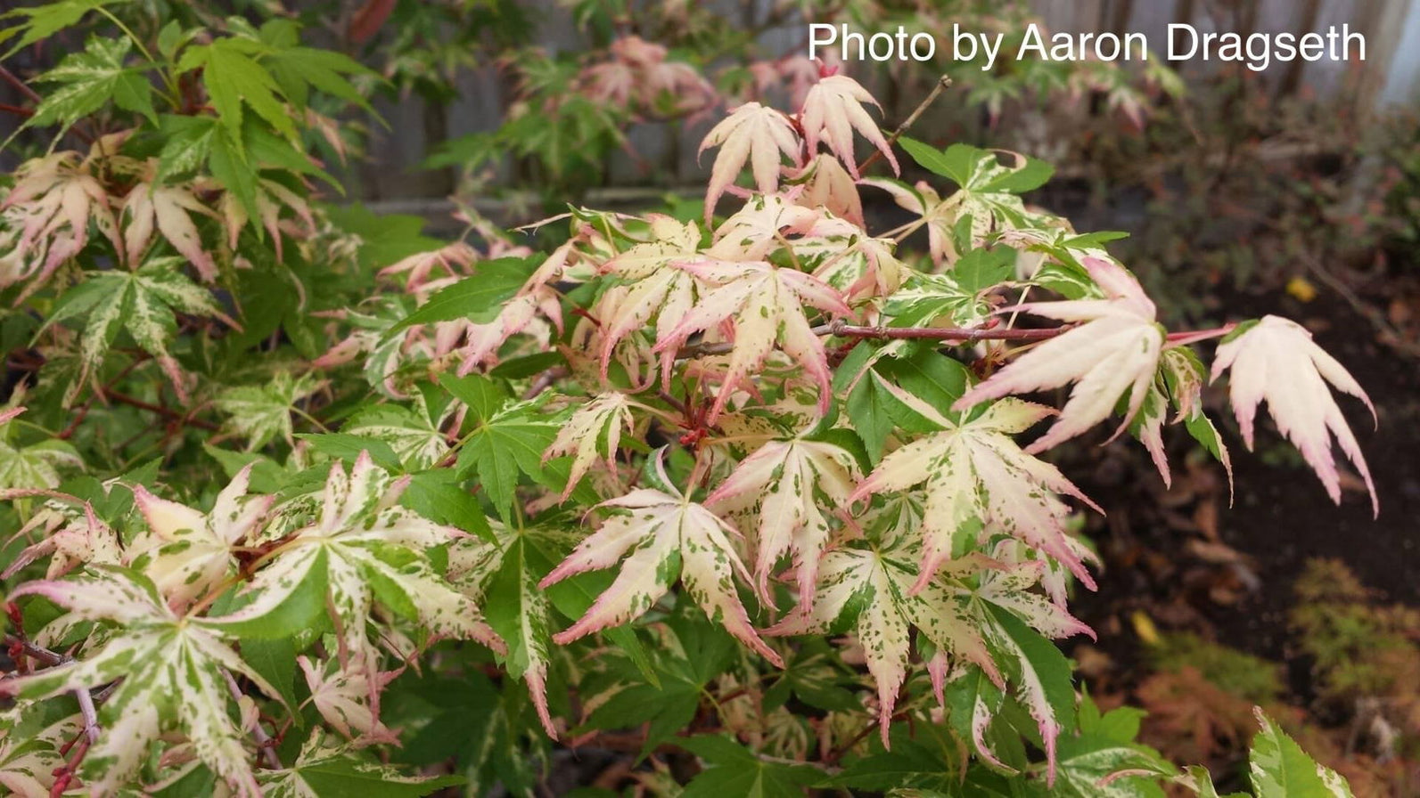 Buy Acer palmatum 'Oridono nishiki' Pink Variegated Japanese Maple — Mr ...