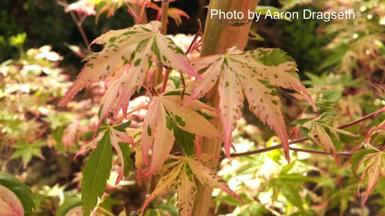 Buy Acer palmatum 'Oridono nishiki' Pink Variegated Japanese Maple — Mr ...