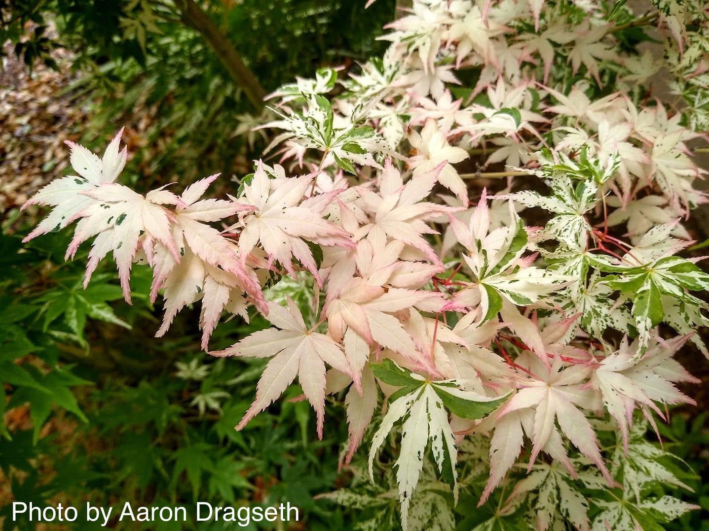 Buy Acer palmatum 'Oridono nishiki' Pink Variegated Japanese Maple — Mr ...
