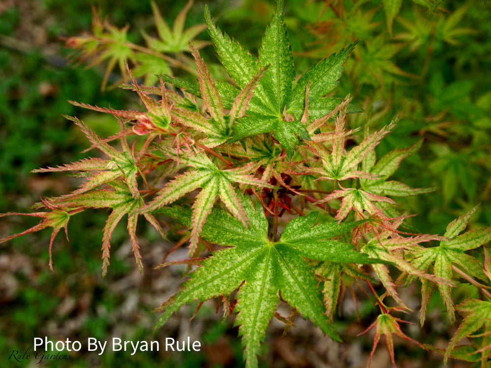Buy Acer palmatum 'Peve Multicolor' Japanese Maple — Mr Maple │ Buy ...