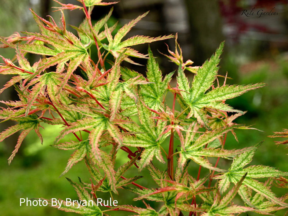 Buy Acer palmatum 'Peve Multicolor' Japanese Maple — Mr Maple │ Buy ...