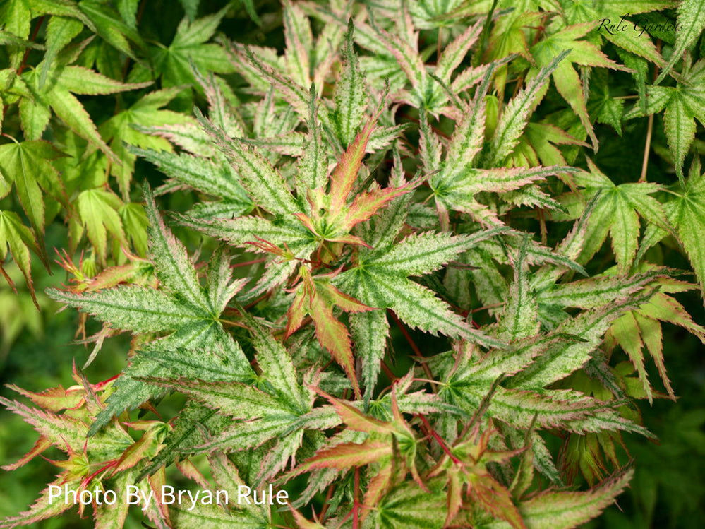 Buy Acer palmatum 'Peve Multicolor' Japanese Maple — Mr Maple │ Buy ...