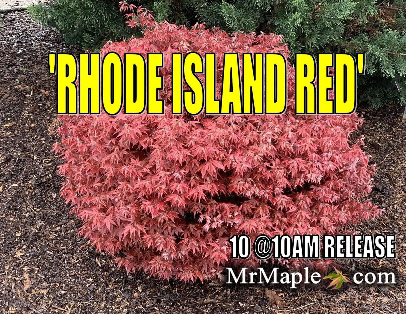 Buy Acer palmatum 'Rhode Island Red' Dwarf Bloodgood Japanese Maple ...