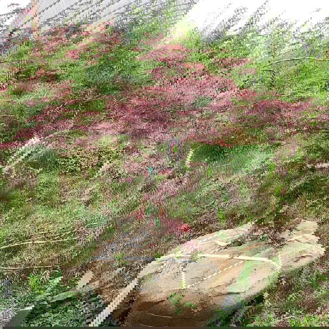 Buy Acer palmatum 'Ruby Lace' Dwarf Japanese Maple — Mr Maple │ Buy ...