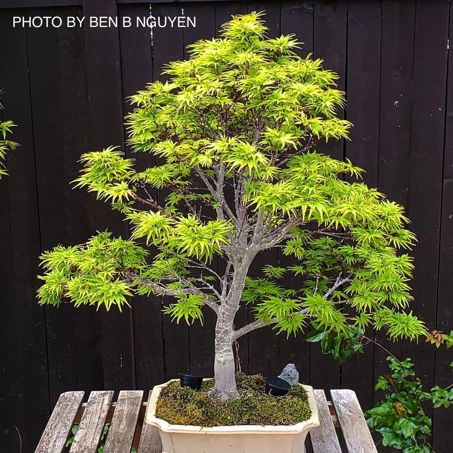 Buy Acer palmatum 'Sharp's Pygmy' Dwarf Japanese Maple — Mr Maple │ Buy ...