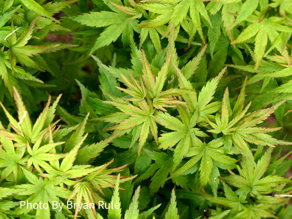 Buy Acer palmatum 'Sharp's Pygmy' Dwarf Japanese Maple — Mr Maple │ Buy ...