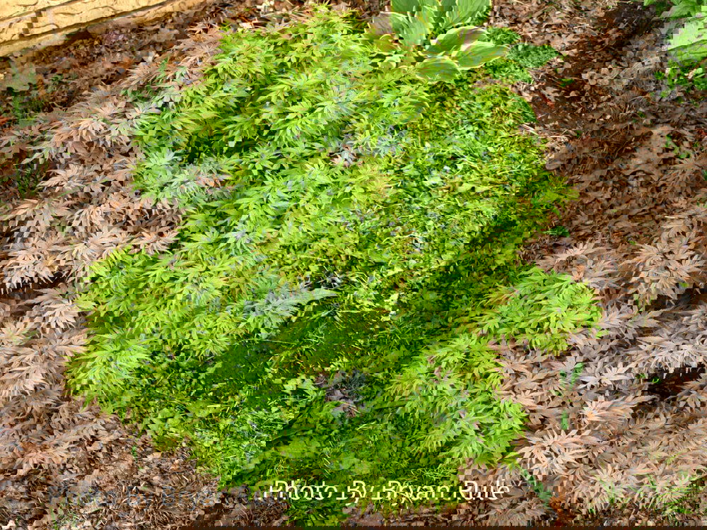 Buy Acer palmatum 'Sharp's Pygmy' Dwarf Japanese Maple — Mr Maple │ Buy ...
