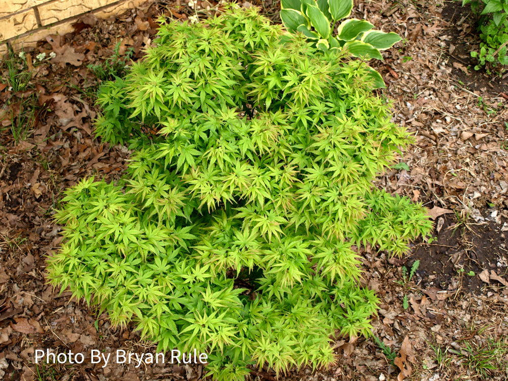Buy Acer palmatum 'Sharp's Pygmy' Dwarf Japanese Maple — Mr Maple │ Buy ...
