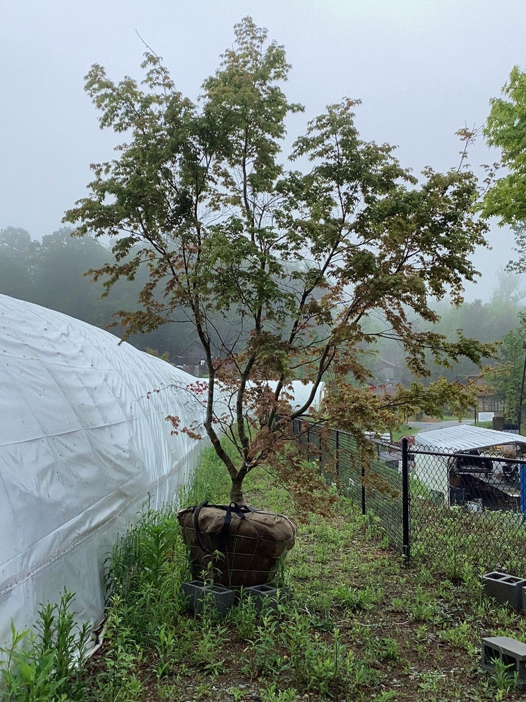 Buy Acer palmatum 'Shin deshojo' Red Japanese Maple — Mr Maple │ Buy ...