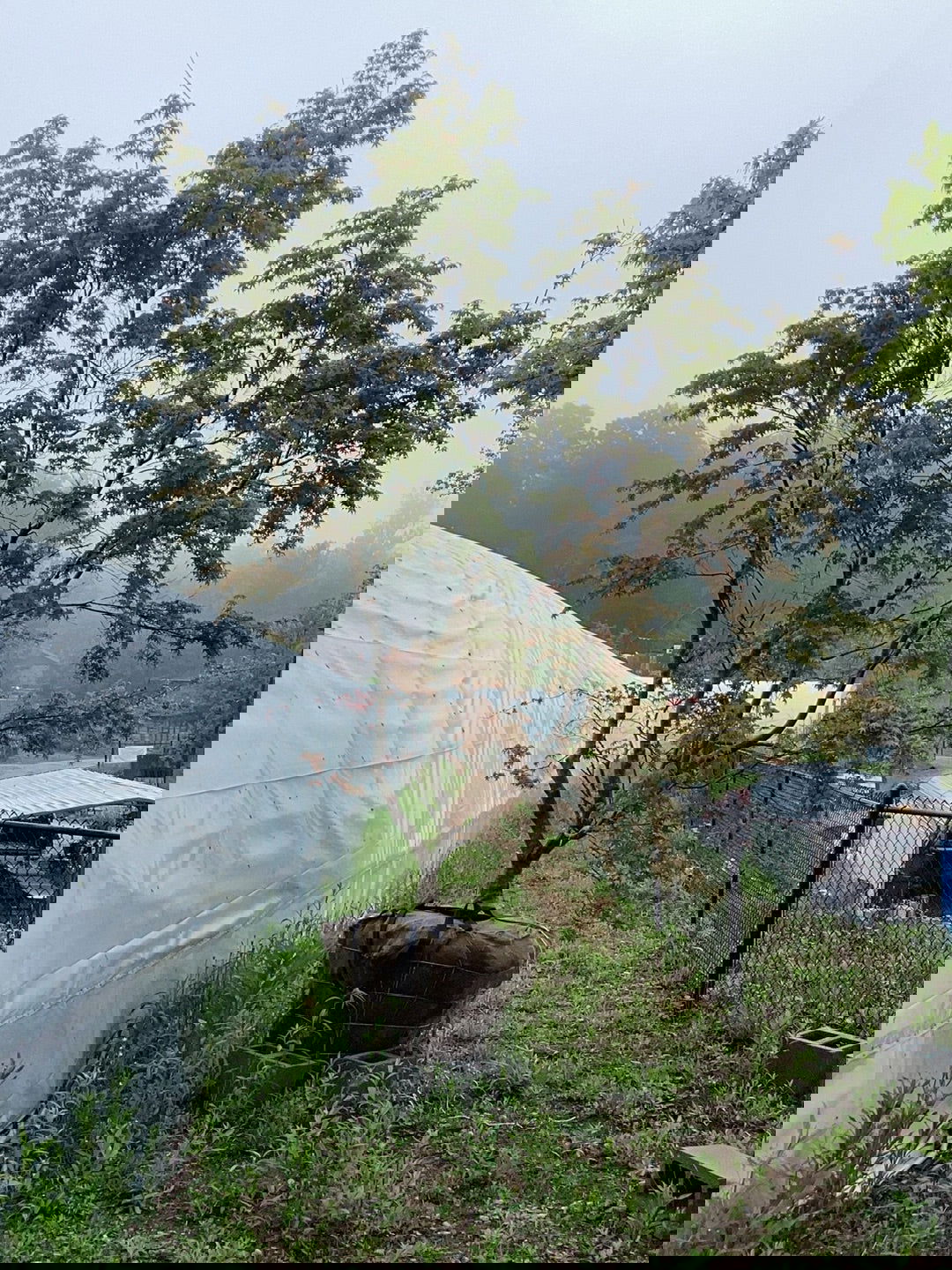 Buy Acer palmatum 'Shin deshojo' Red Japanese Maple — Mr Maple │ Buy ...