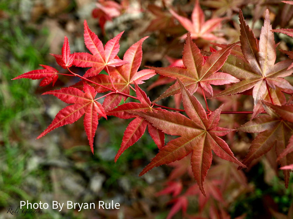 Buy Acer palmatum 'Shin deshojo' Red Japanese Maple — Mr Maple │ Buy ...