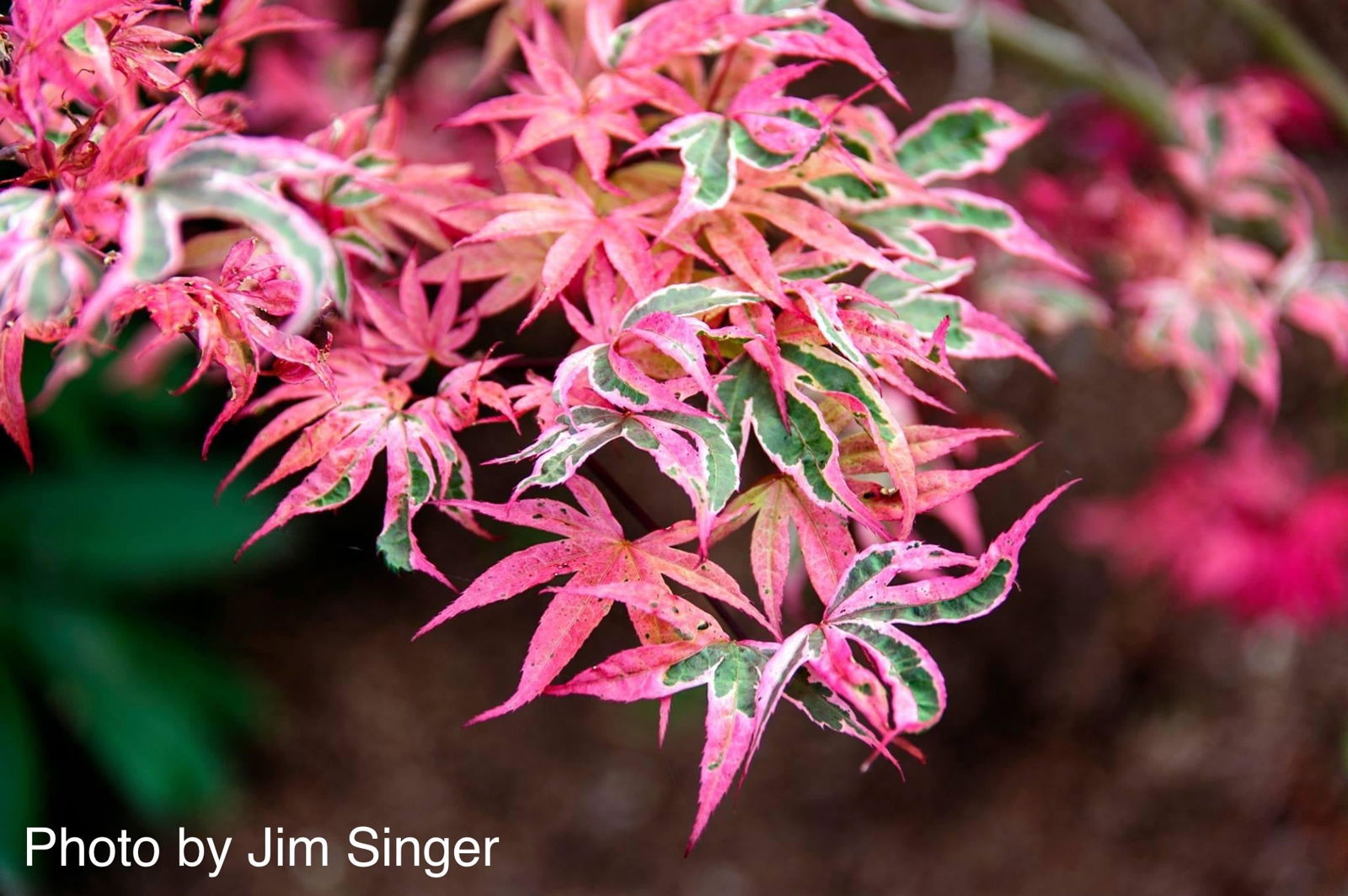 Buy Acer palmatum 'Shirazz' Japanese Maple — Mr Maple │ Buy Japanese ...