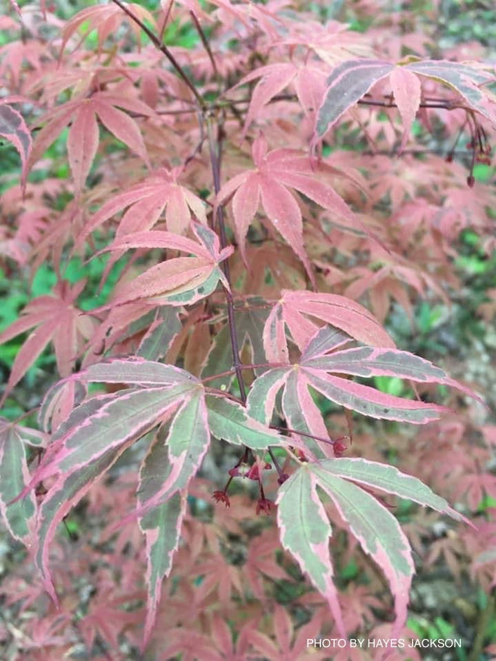 Buy Acer palmatum 'Shirazz' Japanese Maple — Mr Maple │ Buy Japanese ...