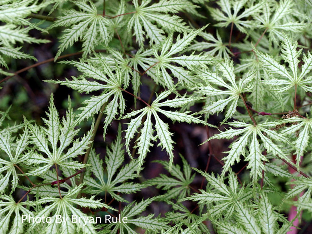Buy Acer palmatum 'Sister Ghost' Japanese Maple — Mr Maple │ Buy ...