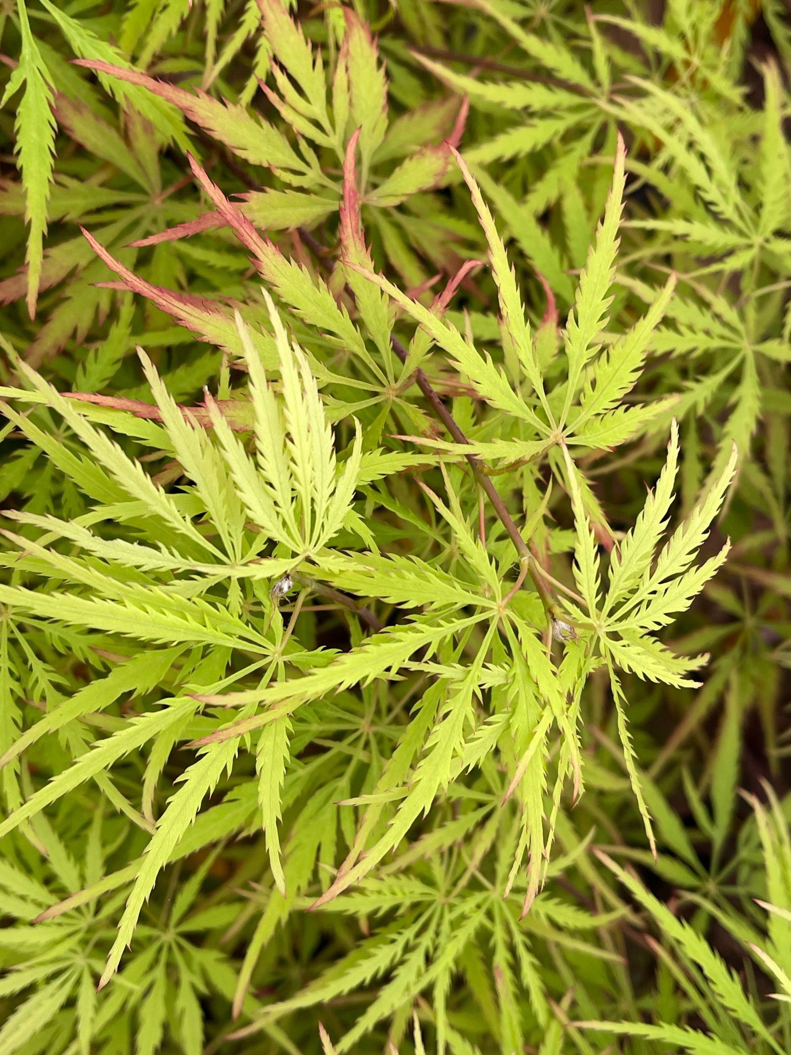 Buy Acer palmatum dissectum 'Sunset' Japanese Maple — Mr Maple │ Buy ...