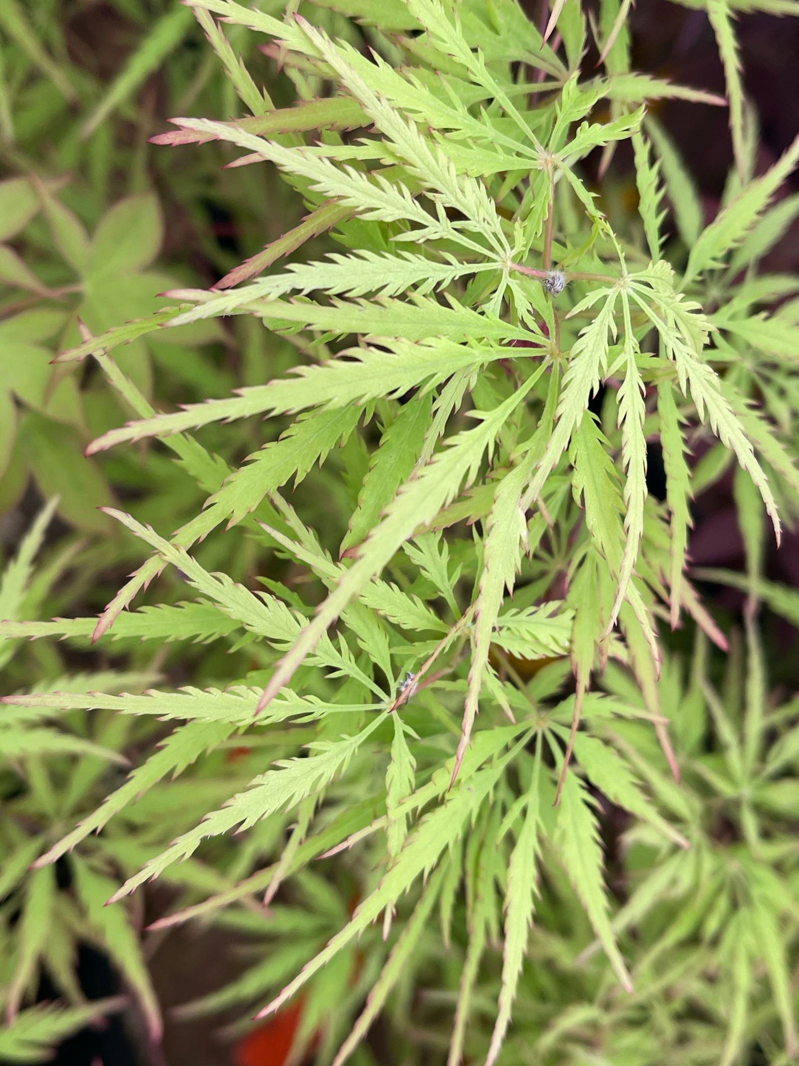 Buy Acer palmatum dissectum 'Sunset' Japanese Maple — Mr Maple │ Buy ...