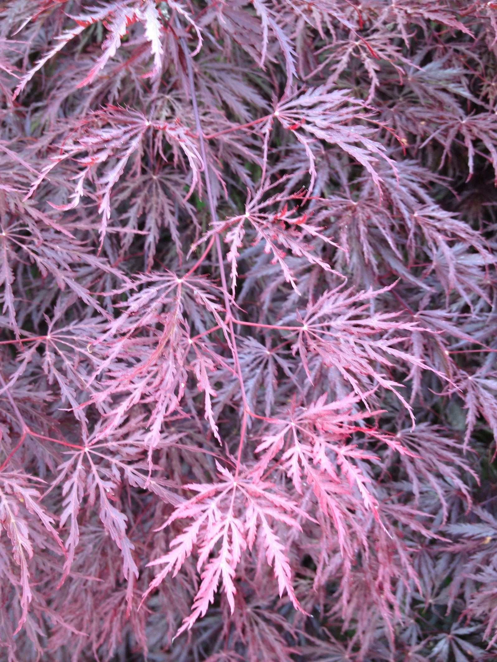 Buy Acer palmatum dissectum 'Tamukeyama' Weeping Red Japanese Maple ...