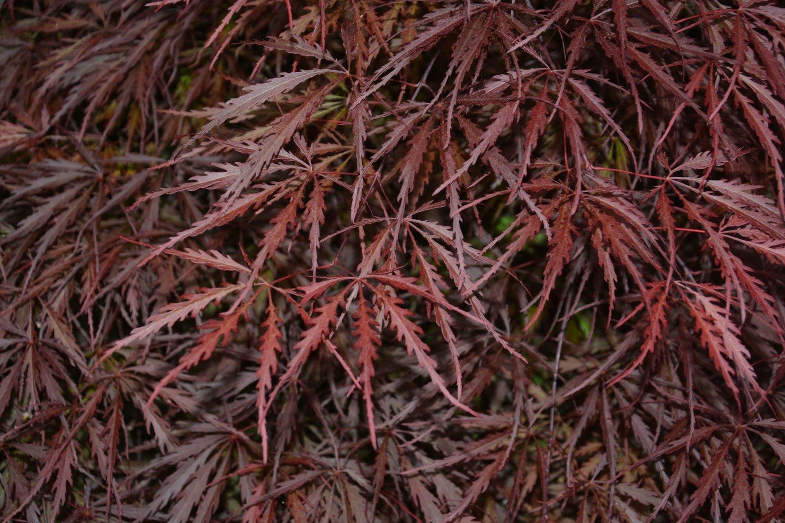 Buy Acer palmatum dissectum 'Tamukeyama' Weeping Red Japanese Maple ...