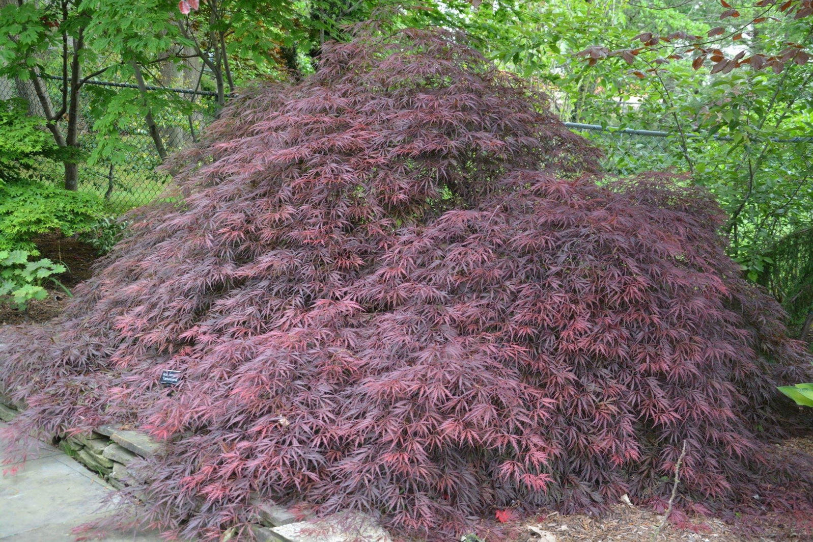 Buy Acer palmatum dissectum 'Tamukeyama' Weeping Red Japanese Maple ...
