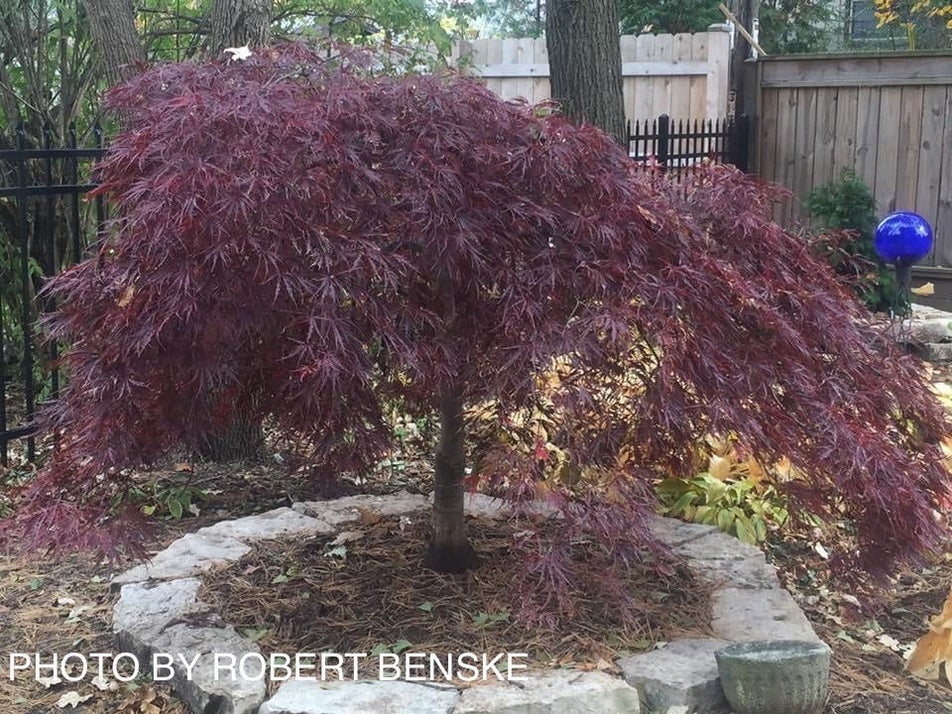 Buy Acer palmatum dissectum 'Tamukeyama' Weeping Red Japanese Maple ...