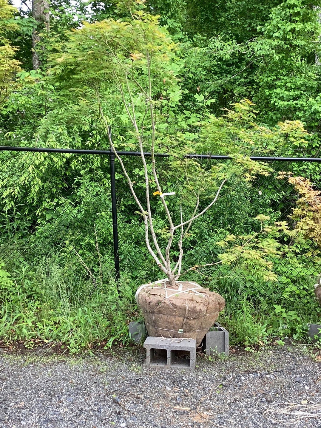 Buy Acer palmatum 'Tiger Rose' Japanese Maple — Mr Maple │ Buy Japanese ...