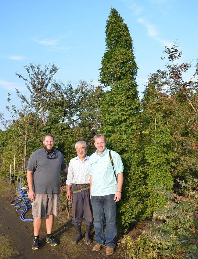 Buy Acer palmatum 'Tsukasa Silhouette' Columnar Japanese Maple — Mr ...