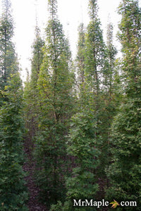 Buy Acer palmatum 'Tsukasa Silhouette' Columnar Japanese Maple — Mr ...