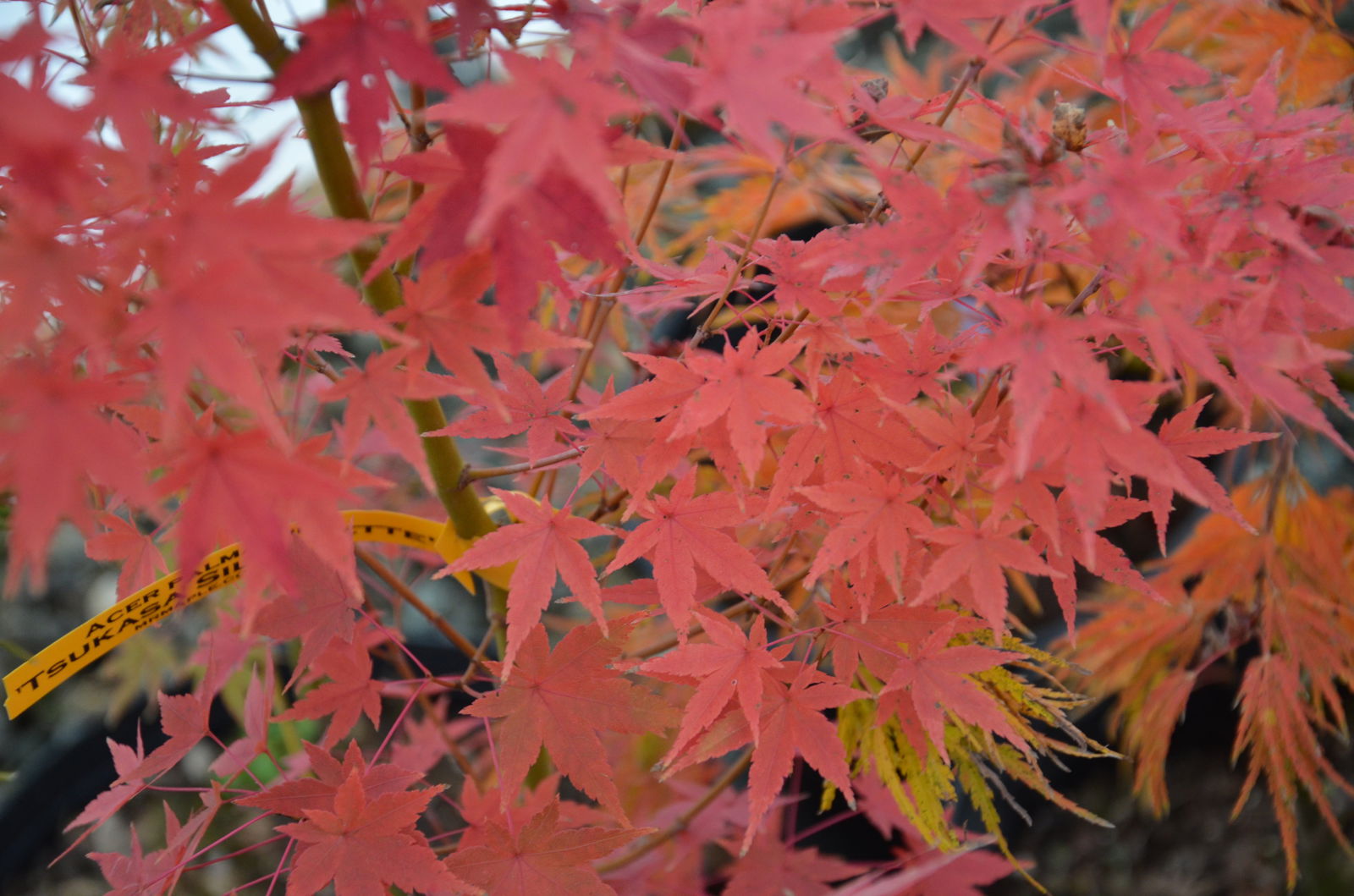 Buy Acer palmatum 'Tsukasa Silhouette' Columnar Japanese Maple — Mr ...