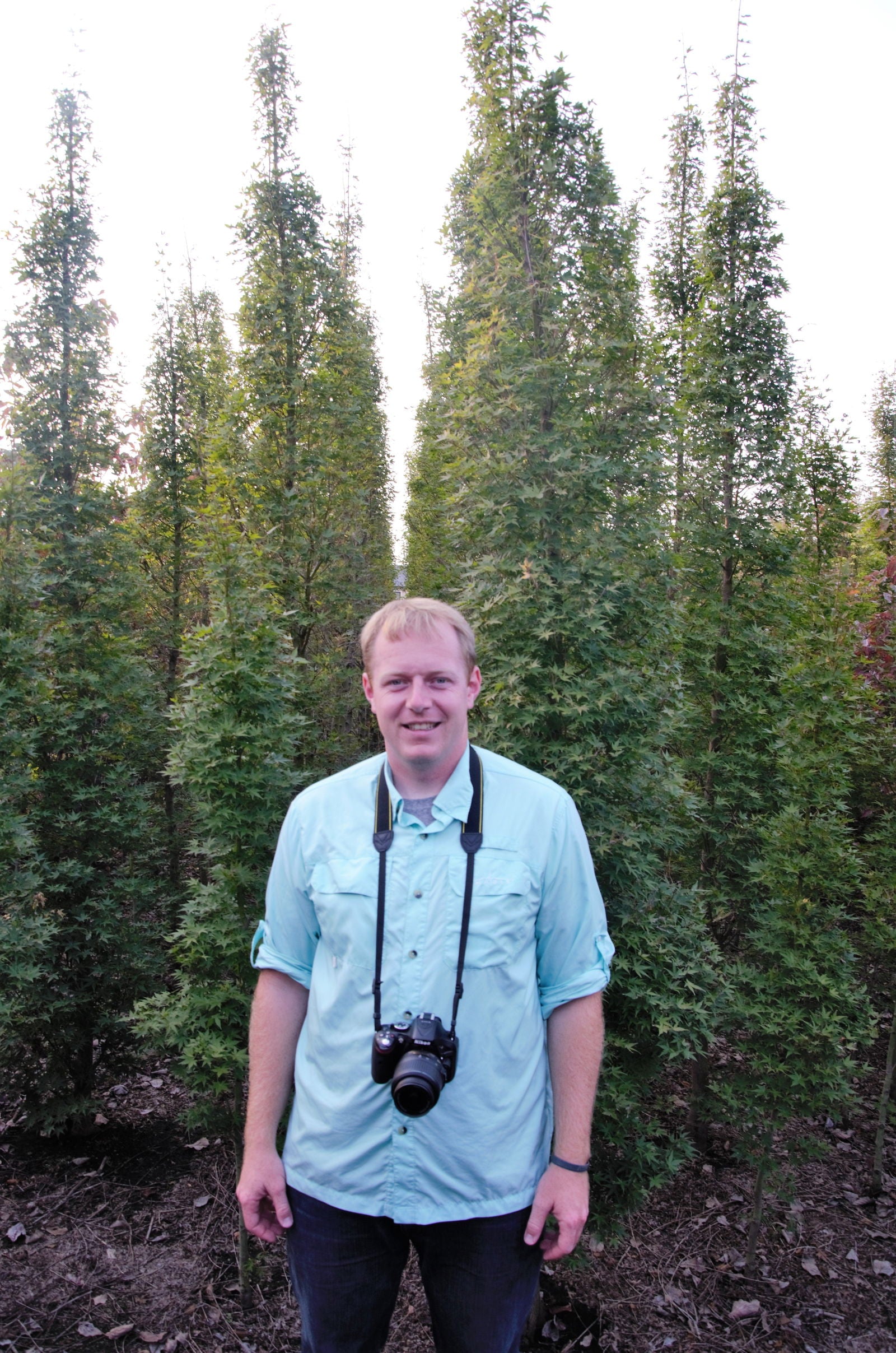 Buy Acer palmatum 'Tsukasa Silhouette' Columnar Japanese Maple — Mr ...