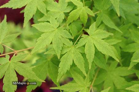 Buy Acer palmatum 'Tsukasa Silhouette' Columnar Japanese Maple — Mr ...
