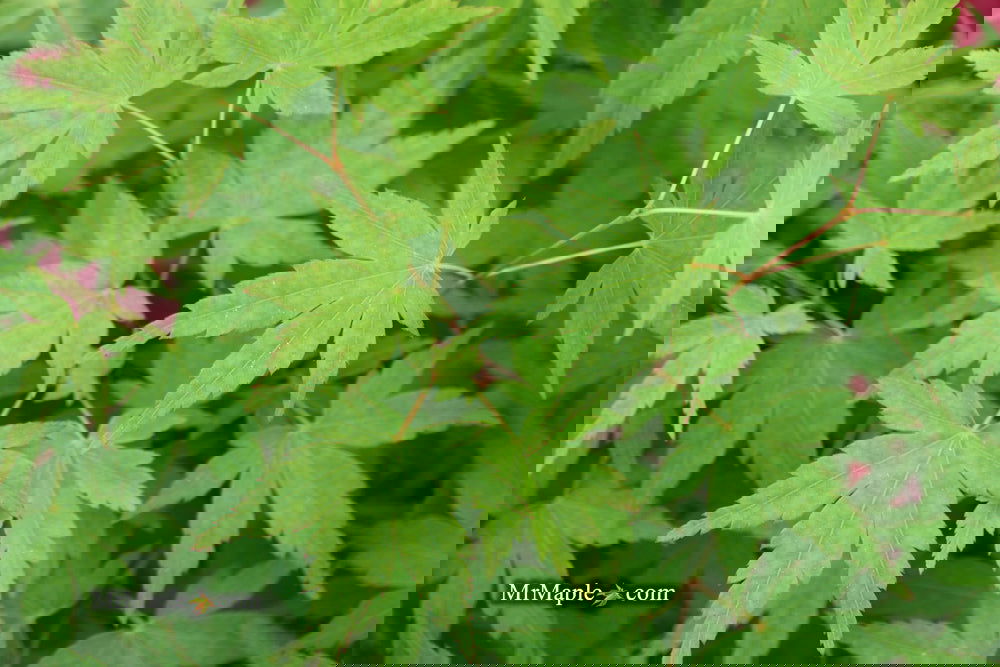 Buy Acer palmatum 'Tsukasa Silhouette' Columnar Japanese Maple — Mr ...